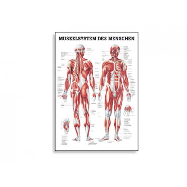 MENNESKETS MUSKELSYSTEM PLAKATER - ANATOMISKE PLAKATER - SportAlt.dk